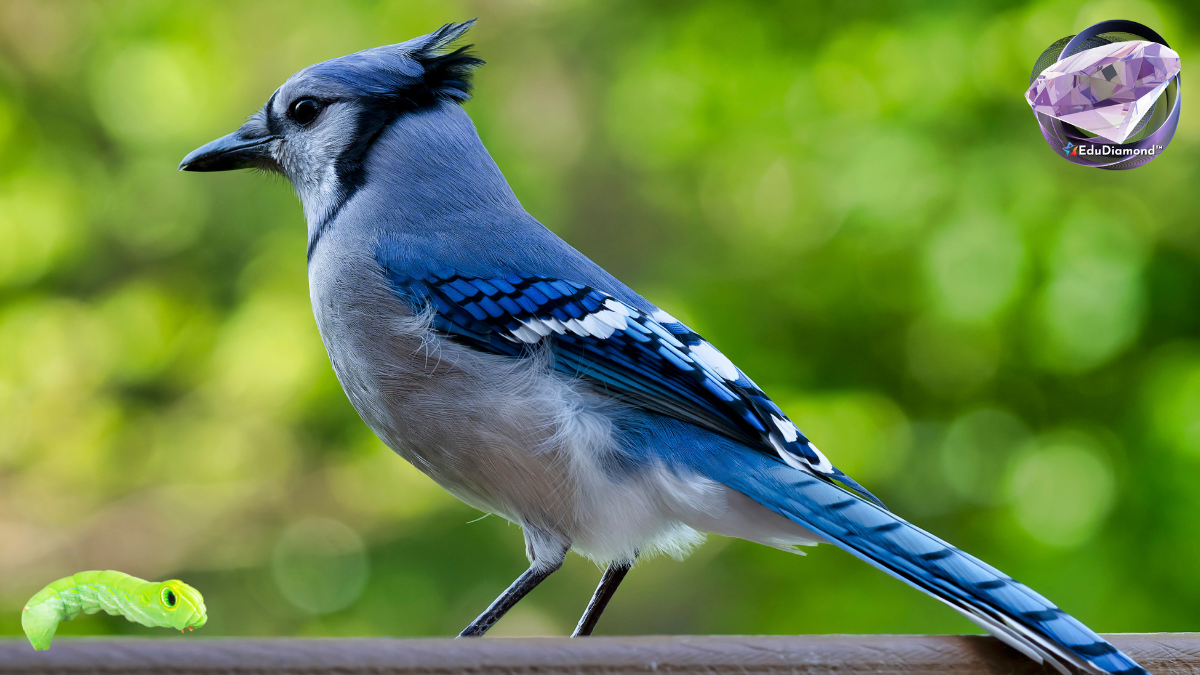 The Flight Of The Early Bird - EduExprés™